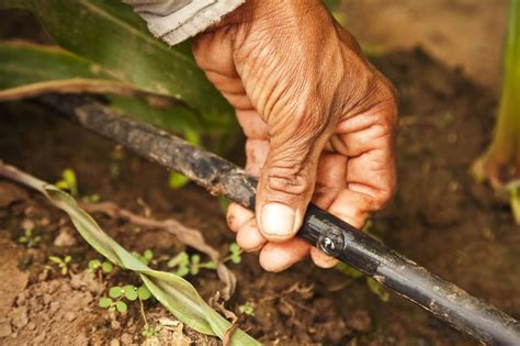 Alejandro Deane Un Agrónomo Lleva 40 Años Junto A Los Wichi Del Chaco Salteño Trabajando Por Su