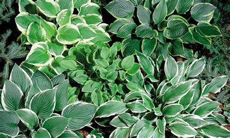 Set Of 9 Assorted Hostas Groupon