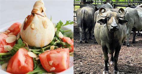 Estos Son Los Productos Con Leche De Búfala Que Colombia Exporta Ahora A Estados Unidos Y Chile