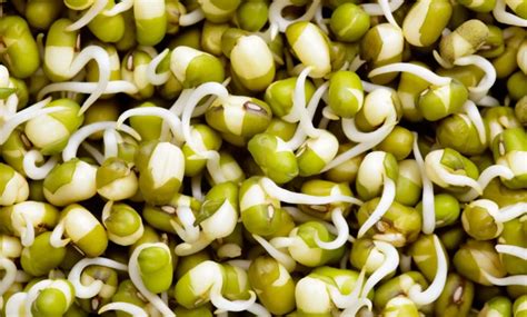 Top 10 Health Benefits Of Moong Sprouts Kamri Rasoi
