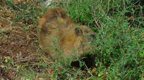 שפן סלע Rock Hyrax وبر صخري Youtube