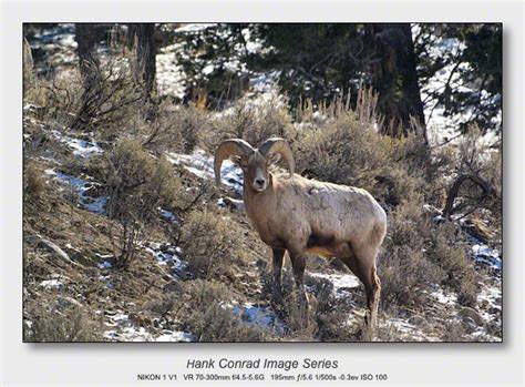 Bighorn Sheep Yellowstone Hanks Blog