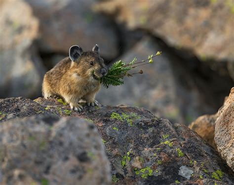 A Guide To Wildlife On The Cdt The Trek