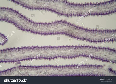 Coprinus Microscope Labeled
