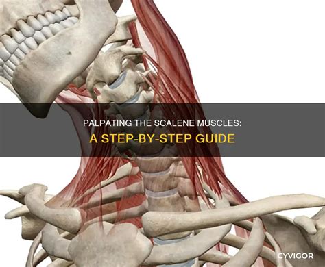 Palpating The Scalene Muscles A Step By Step Guide Cyvigor