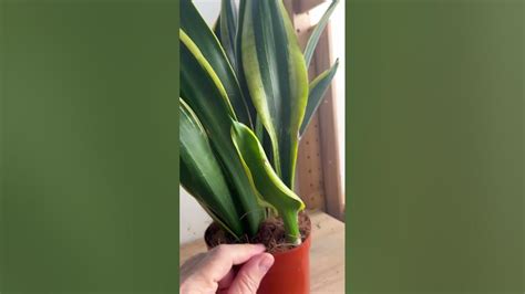 صبار جلد النمر جلد الثعبان هولندي مستورد Youtube