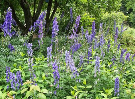 Monkshood Flower Seeds 50 Seeds Aconitum Perennial Ebay