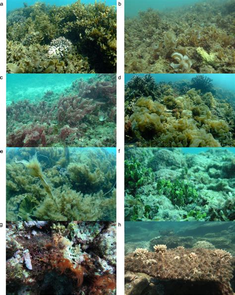 Macroalgal Cover On Coral Reefs Spatial And Environmental Predictors