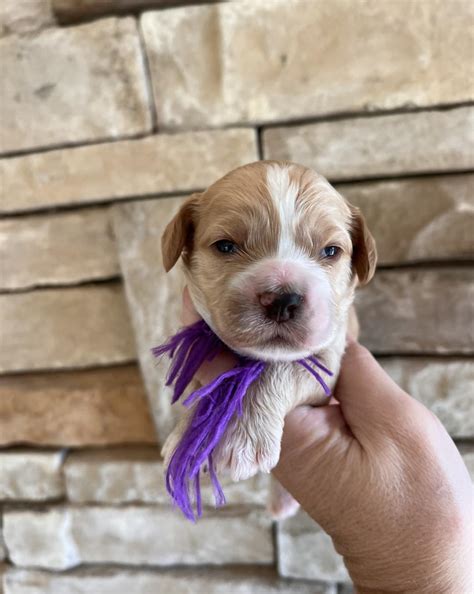 Oz Cockapoos And Doodles Added Oz Cockapoos And Doodles