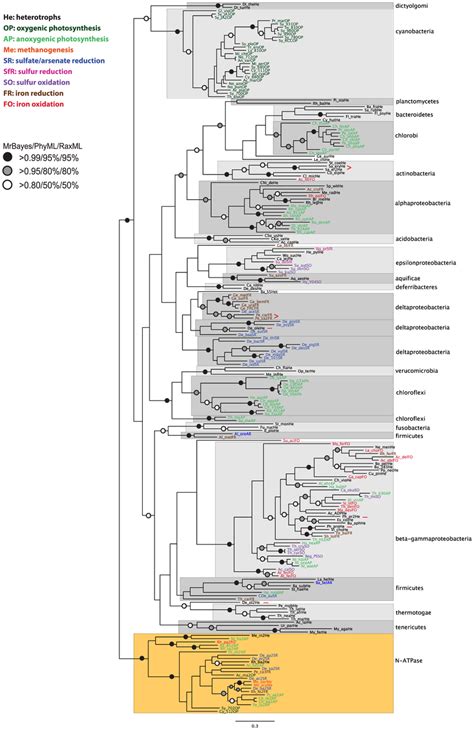 Phylogenetic Reconstruction Of Atpf0a The Tree Shown Is The Best