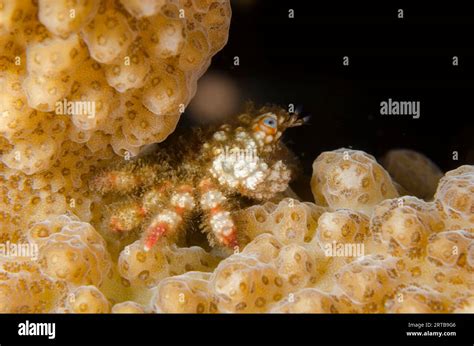 Hairy Coral Crab Cymo Andreossyi Camouflaged On Hard Coral Acropora Sp Night Dive Seraya
