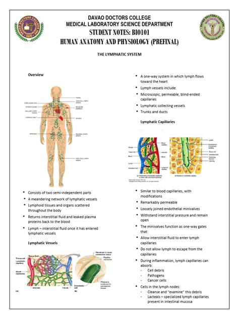 Bio101 Student Notes Prefinal The Lymphatic System Pdf Lymphatic
