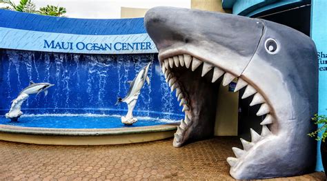 Explore Hawaiis Underwater World At The Maui Ocean Center
