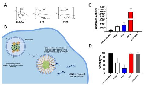 Protamine Based Strategies For Rna Transfection