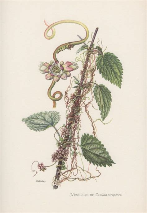 La Cuscute Symbolisme