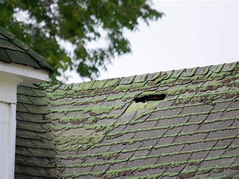 Roof Mold Vs Algae How To Tell Them Apart