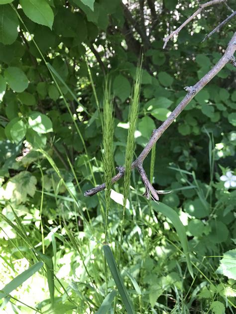 Awned Wheatgrass Forage U Pick