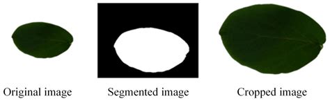 A Multi Division Convolutional Neural Network Based Plant Identification System Peerj
