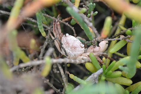 Difference Between Exoskeleton And Endoskeleton Compare The