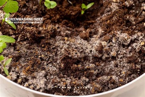 Mold In Compost Ensure Optimal Compost Health Now