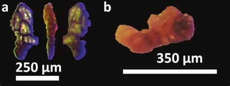Colour Variation Of The Chitin Layer Of Two Ps Malcolmi Specimens From Download Scientific
