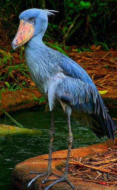 Shoebill Stork Shoebill East Africa And Bird