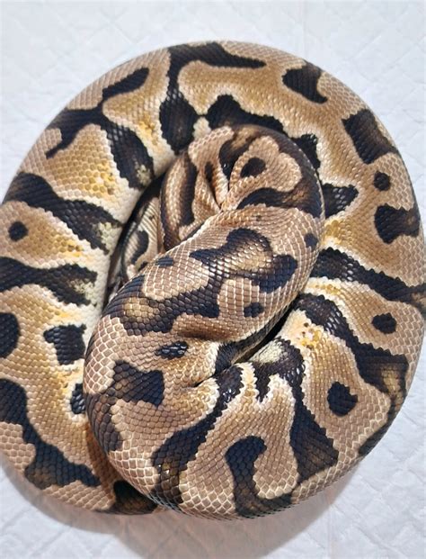 Python Regius Pastel Puzzle Mâle à Vendre Python Royal Morph Fg