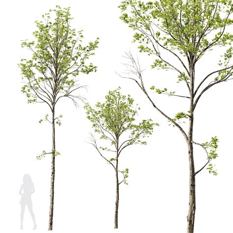 Artstation Hq Plants Acer Pseudoplatanus03