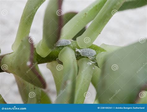 Mealy Bugs On Succulents Close Up Stock Image Image Of Common