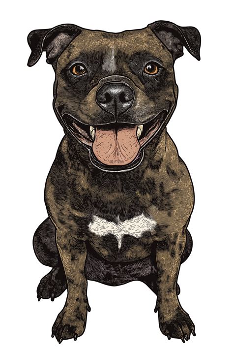 A Detailed Color Ink Drawing Of Smiling Brindle Pitrottie On White