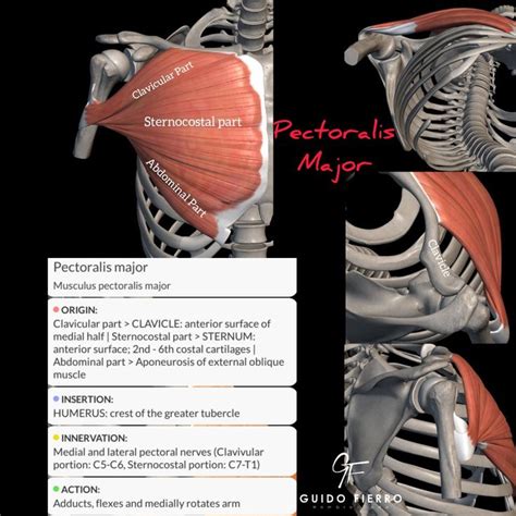 Pectoralis Major Human Muscle Anatomy Upper Limb Anatomy Anatomy