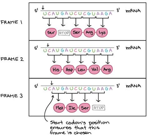 The Genetic Code And Codon Table Article Khan Academy Cells