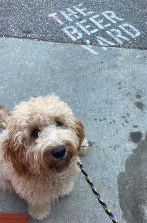 Do You Bring Your Cavapoo To Breweries We Do R Cavapoo