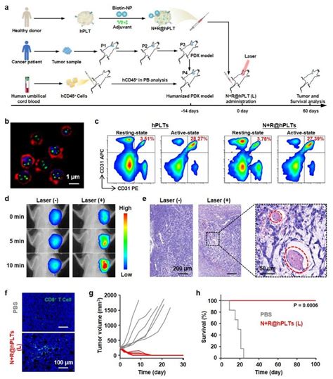New Platelet Based Formulation Developed For Combination Anticancer Therapy