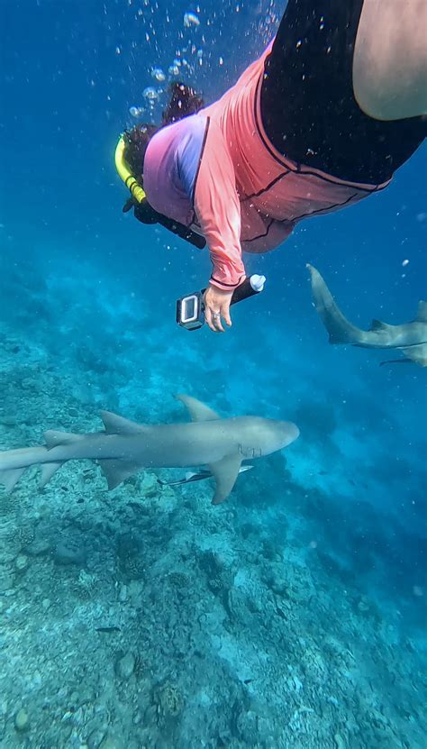 Discovering Paradise Below The 3 Point Snorkeling Adventure At Sun