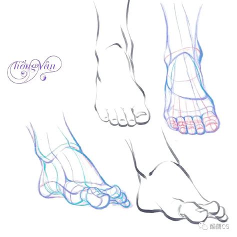 画师hongvanngh分享的人体足部绘制线稿合集 知乎