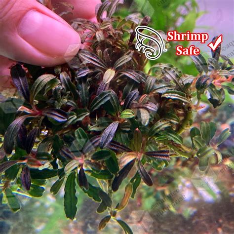 Low Tech Bucephalandra Brownie Mini Phantom Lp Aquatic Plant 1