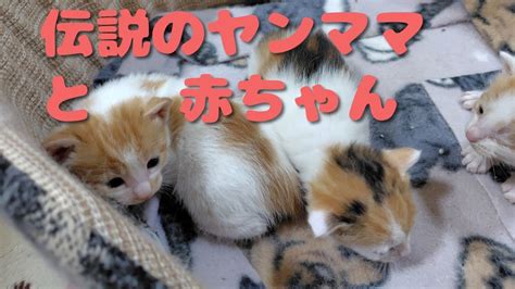 伝説のヤンママと赤ちゃん Youtube