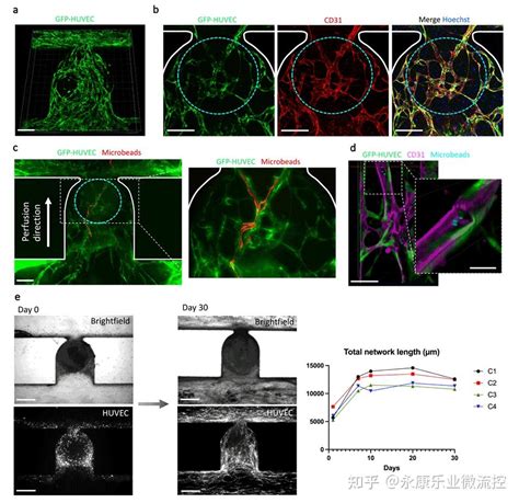集成功能性血管化类器官芯片的微流控平台 知乎