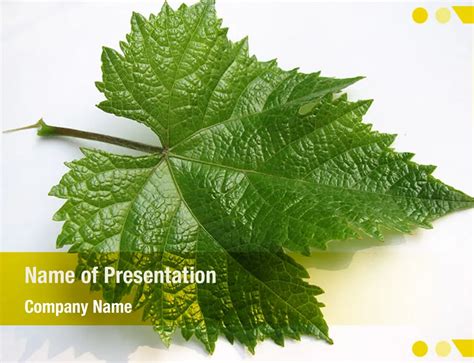 Vine Powerpoint Templates Vine Powerpoint Backgrounds Templates For Powerpoint Presentation
