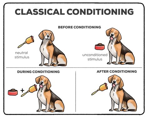 Classical Conditioning Definition And Examples At Clifford Bloss Blog