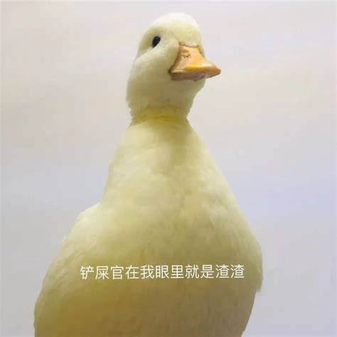 如何让柯尔鸭听话怎么训练尔鸭跟人尔鸭什么时候听话大山谷图库