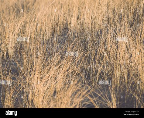 Beautiful Abstract Grass Texture On Sunset With Reflections And Rays Of