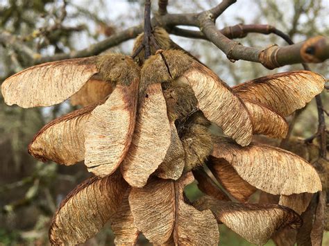 Bigleaf Maple — Bryan Ribelin