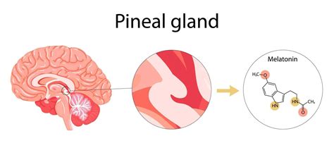Melatonin Hormone Pineal Gland Anatomical Cross Section 10810342