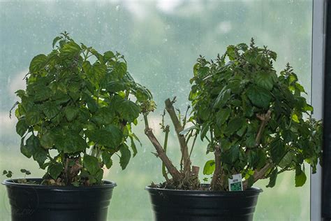 Patchoulianyone Growing It