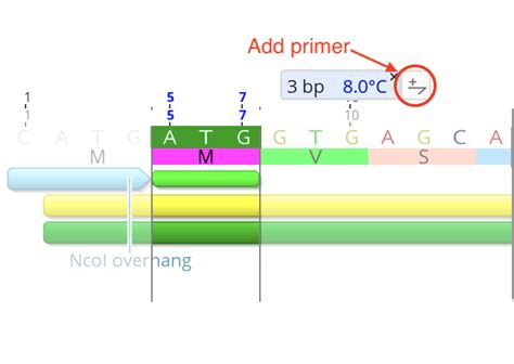 Practice Gibson Assembly Geneious Practice Gibson Assembly Geneious