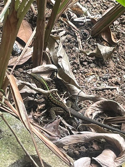 Lizard Identification R Reptiles