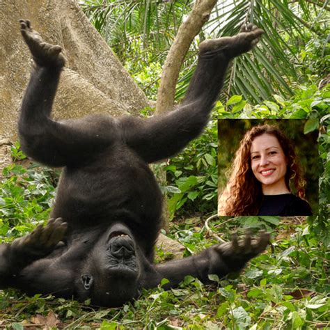 Teasing Tactics Ape Play And Pranks With Dr Isabelle Laumer S3e54