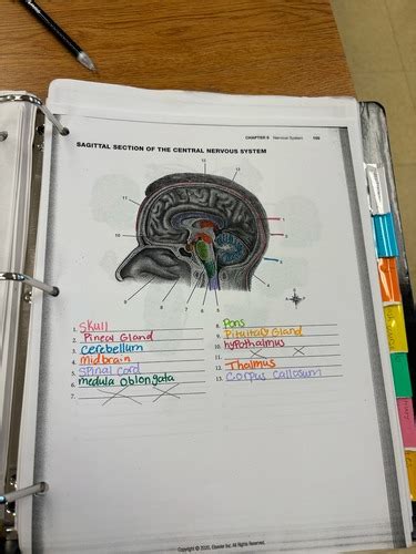 Cns Flashcards Quizlet